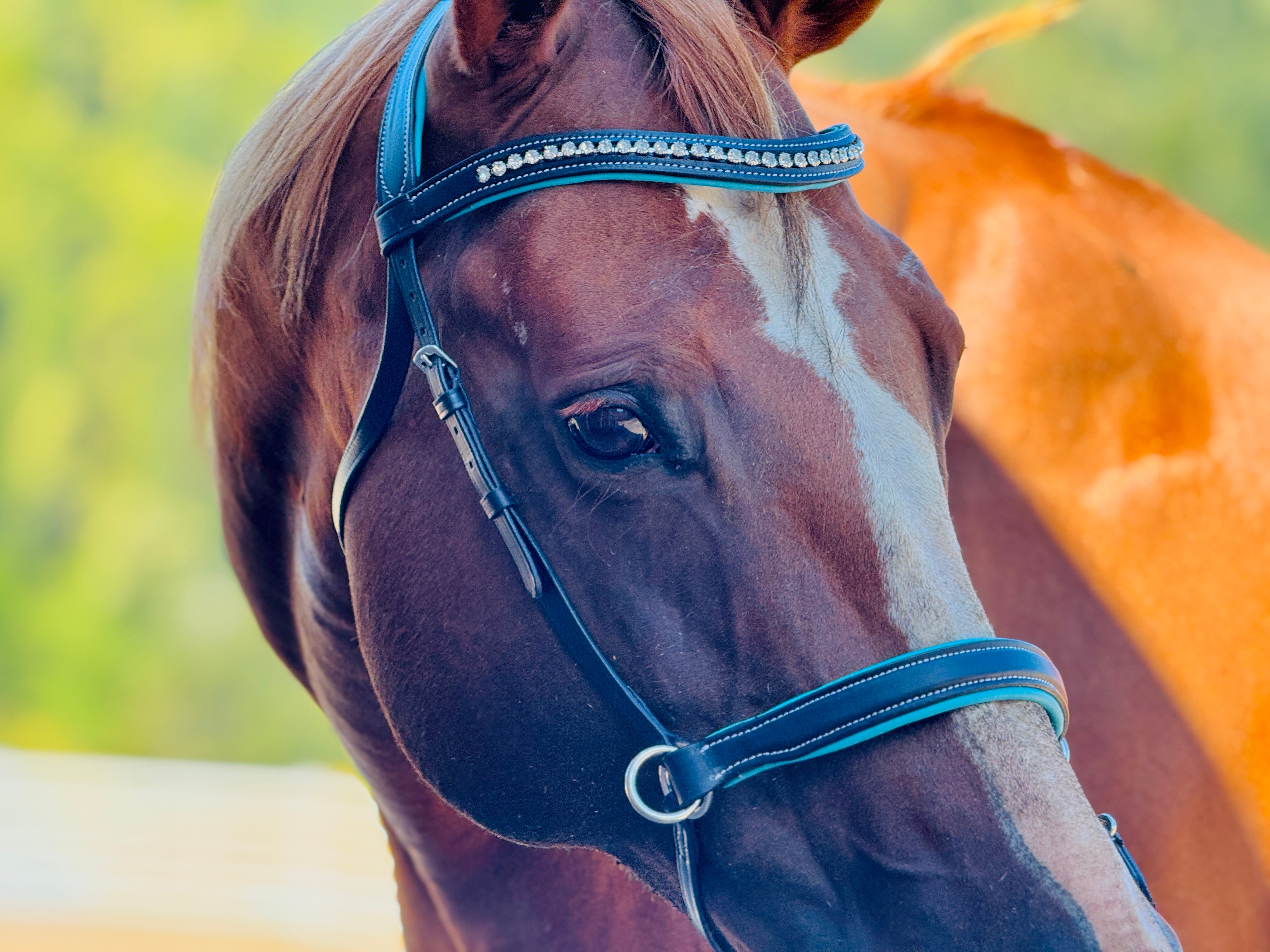 Side Pull Leather Bridle & Reins Set for Mini, Pony & Horse | Star Point