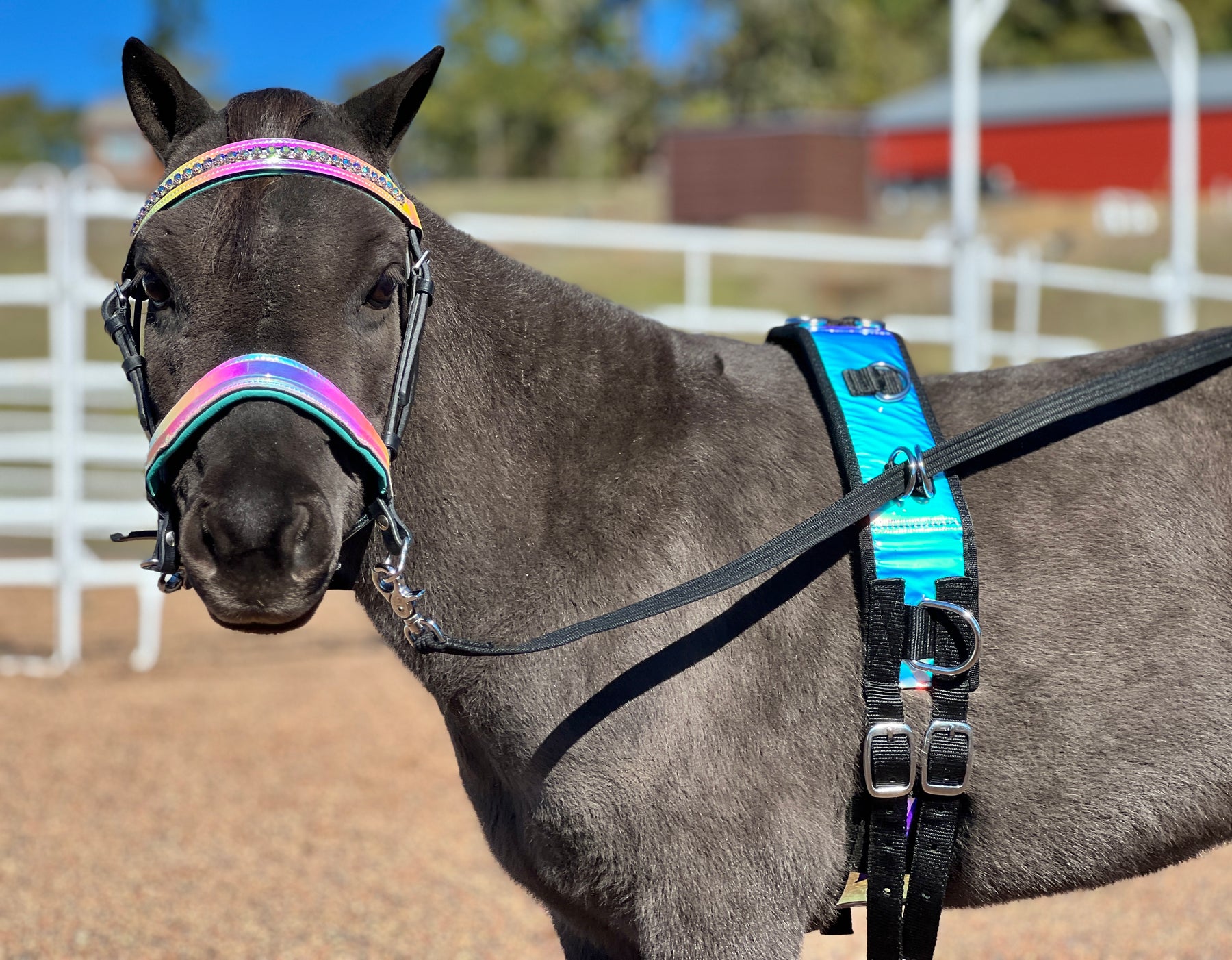 Miniature Horse-Pony Ground Driving Surcingle/Reins Set – Star Point ...