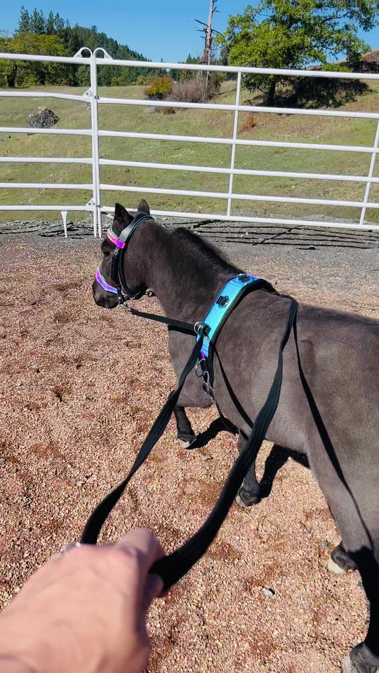 Miniature Horse-Pony Ground Driving Surcingle/Reins Set